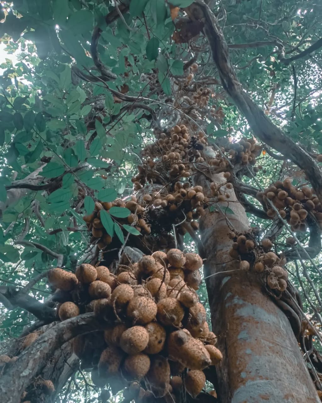 Mengenal Buah Blunge: Pangan Tradisional Kaya Manfaat Masyarakat Adat ...