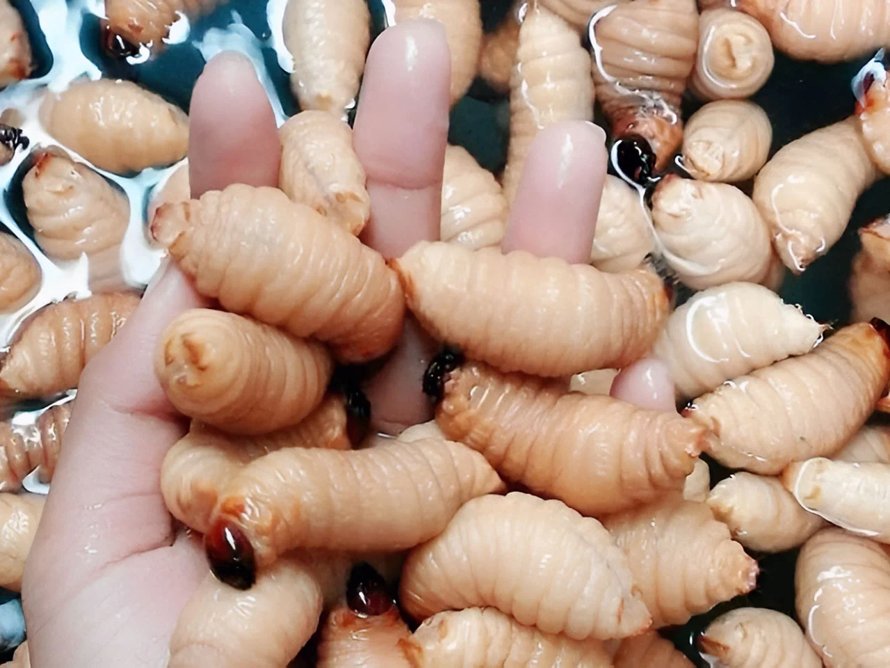 Ulat Sagu: dari Pangan Sakral hingga Sumber Protein Masa Depan ...