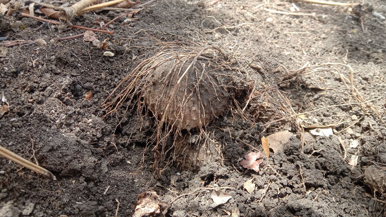 Umbi Gadung | Nusantara Food Biodiversity